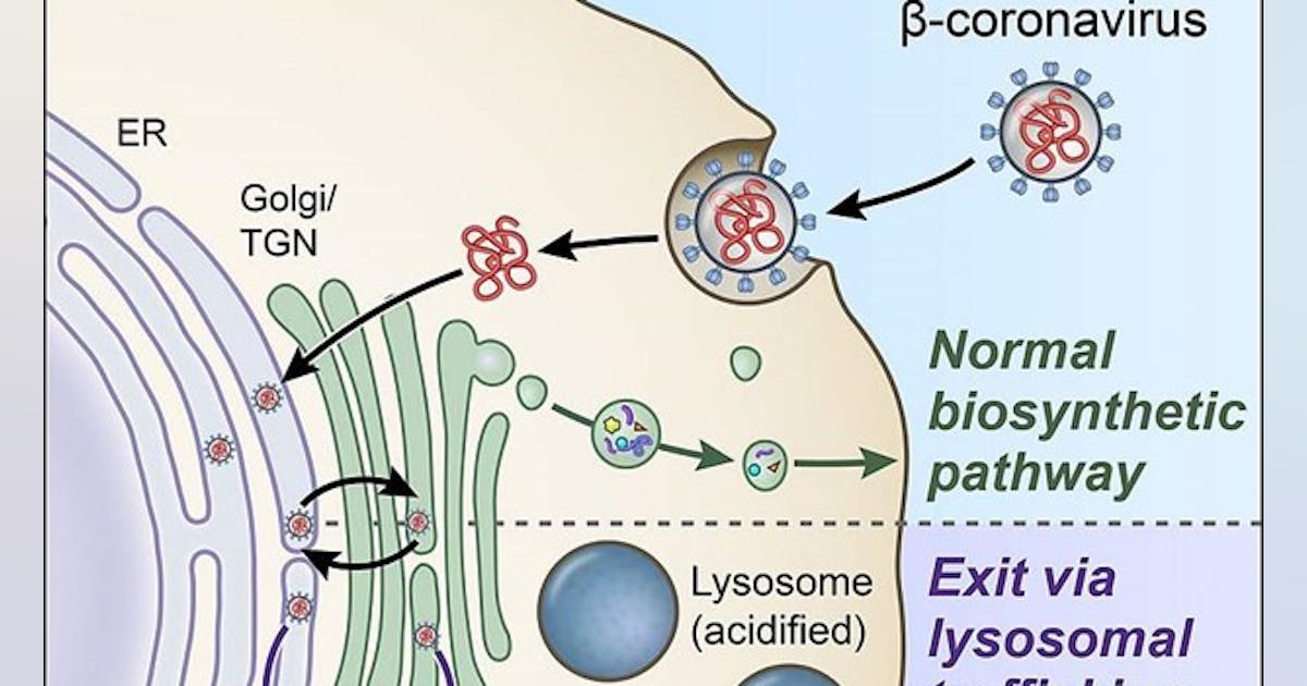 NIH scientists discover key pathway in lysosomes that coronaviruses use ... NIH scientists discover key pathway in lysosomes that coronaviruses use ...