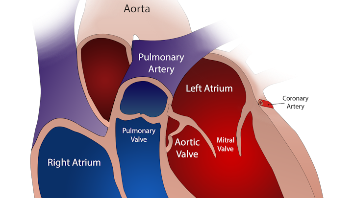 Heart Inflammation Treatment / Myoblast Transplantation Attenuates ...